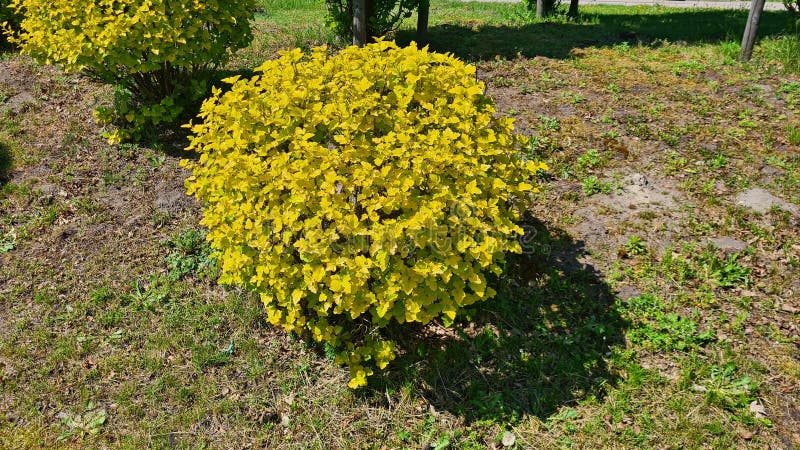 Large Beautiful Bushes of Physocarpus are Planted in Parks and Along ...