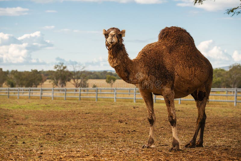 Large beautiful camel stock photo. Image of dromedary - 147960442
