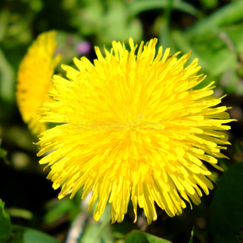 A Large and Beautiful Dandelion Flower. One Yellow Flower Stock Photo ...
