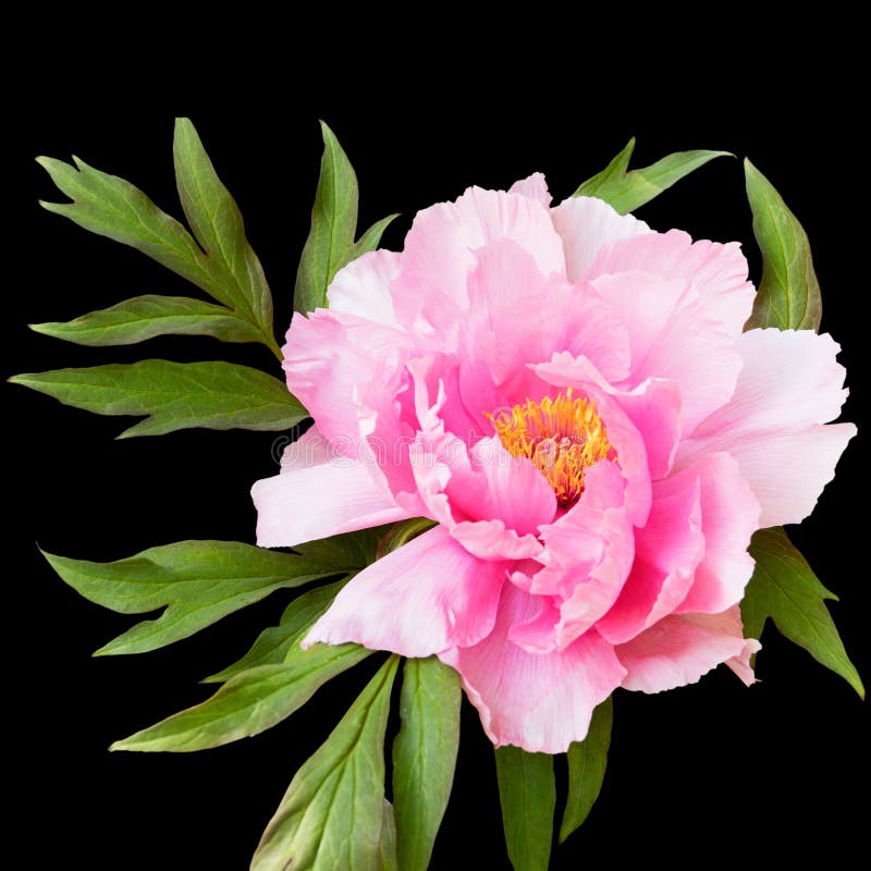 Large Beautiful Delicate Pink Peony Tree. Isolated on Black Background ...