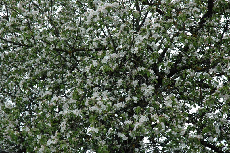A Large Beautiful Flowering Tree of Apple Trees in the Spring Garden ...