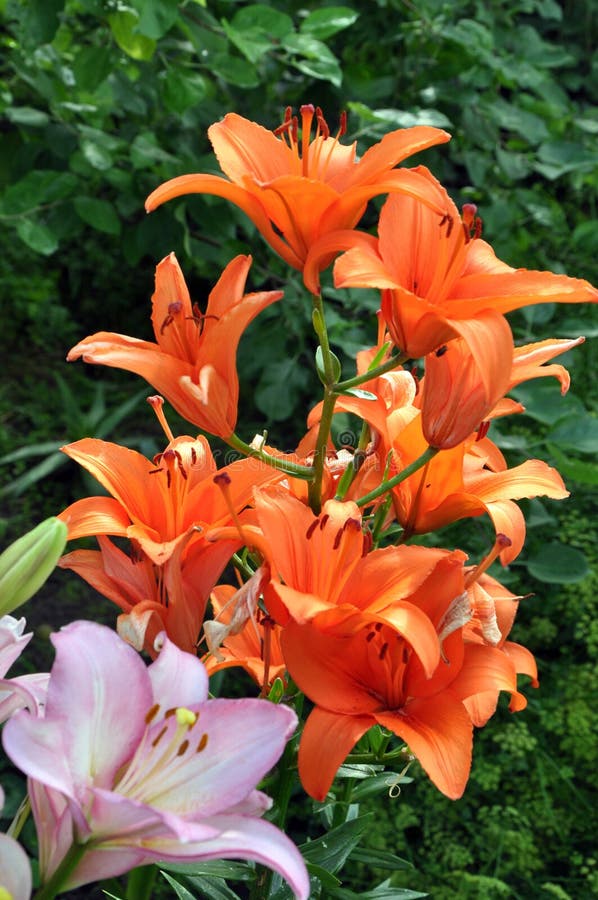 Large Beautiful Flowers of Lilium Stock Photo - Image of beautiful ...
