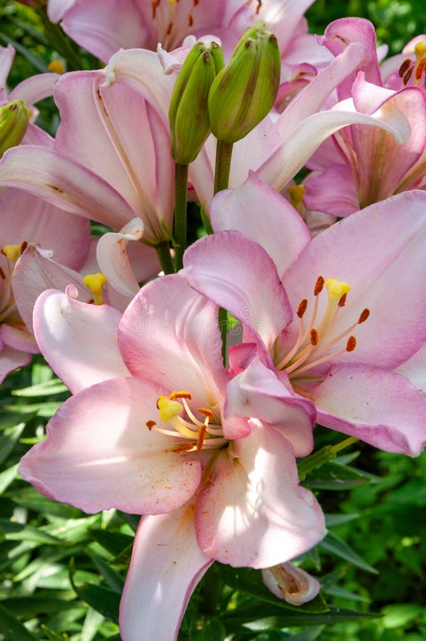 Large Beautiful Flowers of Lilium Stock Photo - Image of fragrant ...