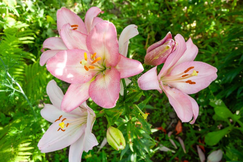 Large Beautiful Flowers of Lilium Stock Image - Image of lilium, pink ...