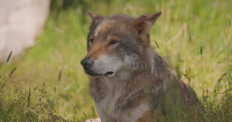 Large Beautiful Grey Wolf Rests in the Shadow at the Grass in Forest ...