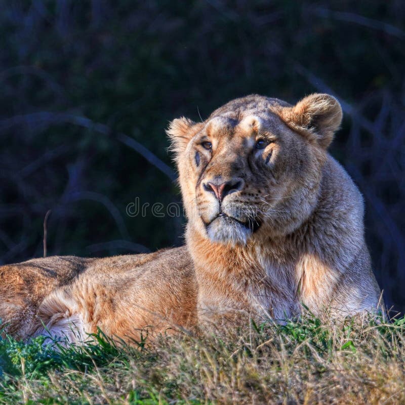 Large Beautiful Liger Lying on Grass Stock Photo - Image of wild ...
