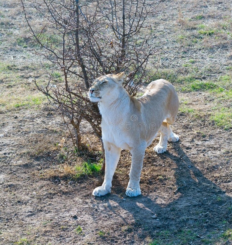 Large beautiful lioness stock photo. Image of masai, family - 80449654