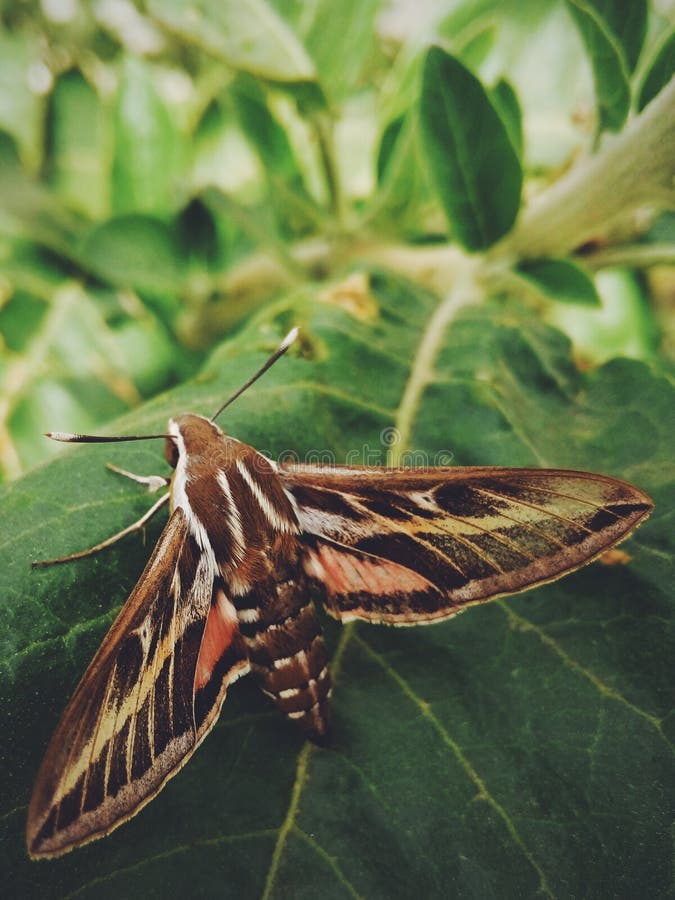 Large and beautiful moth stock image. Image of wings - 51213505