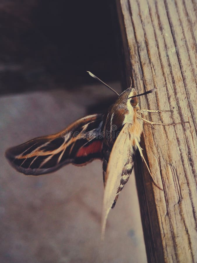 Large and beautiful moth stock image. Image of wildlife - 51213617