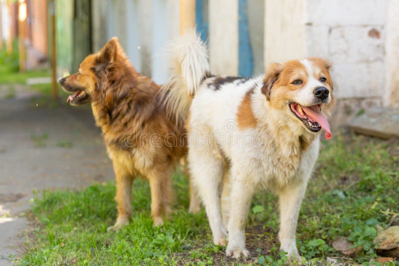 Two Large Dogs: Red and White with Brown Spots. Stock Photo - Image of ...