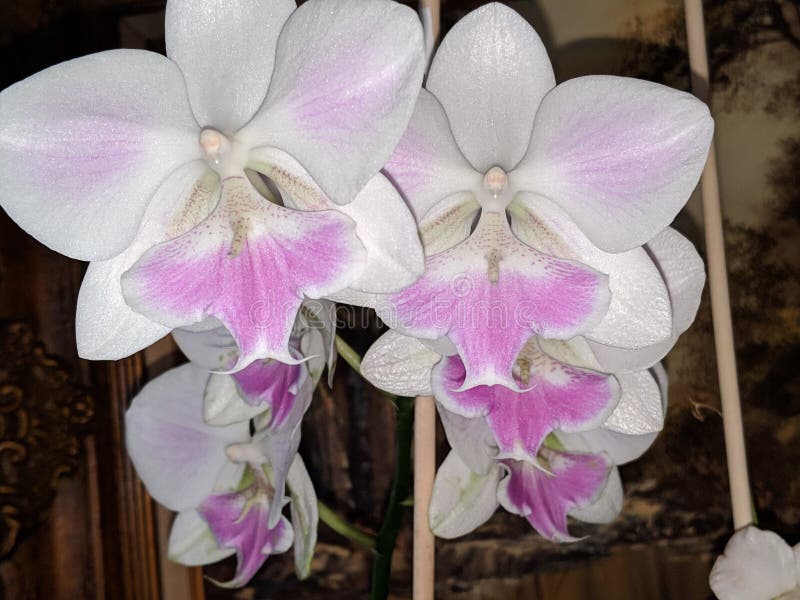 Large beautiful orchids stock photo. Image of organ - 181101828