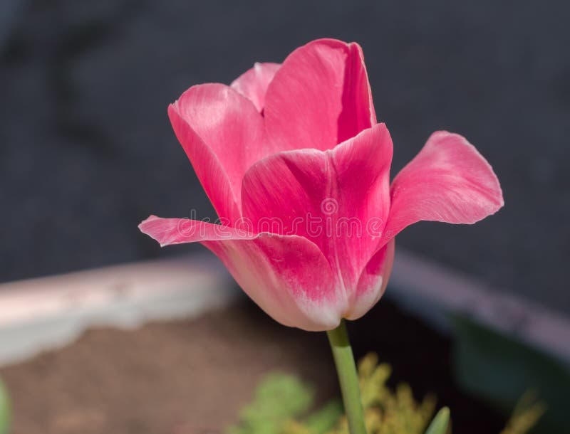 Large pink Tulip stock image. Image of flora, pure, flowers - 99088685 Large pink Tulip stock image. Image of flora, pure, flowers - 99088685