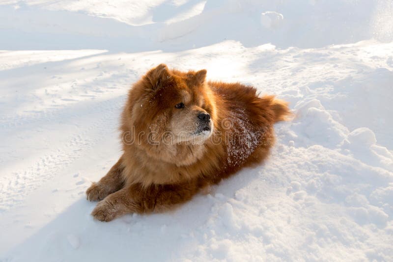 Large Beautiful Red Chow Chow Looking Back while Lying Down Stock Photo ...