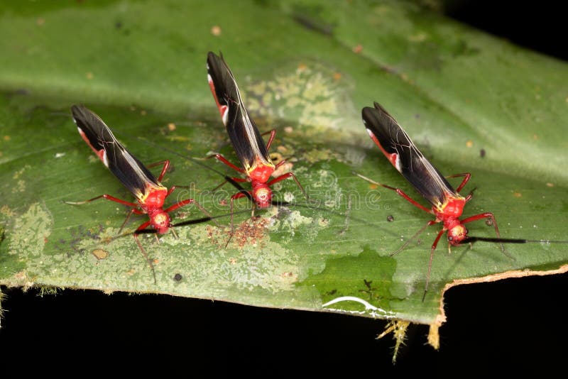 Large Beautiful Representatives of the Order Psoco Stock Photo - Image ...