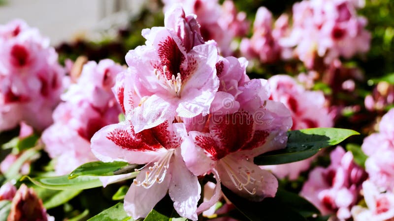 Large Beautiful Rhododendron Flowers in the Park. Stock Image - Image ...
