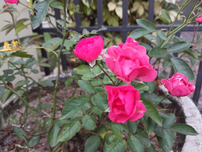 Large Beautiful Rose stock photo. Image of leaf, rose - 266087982