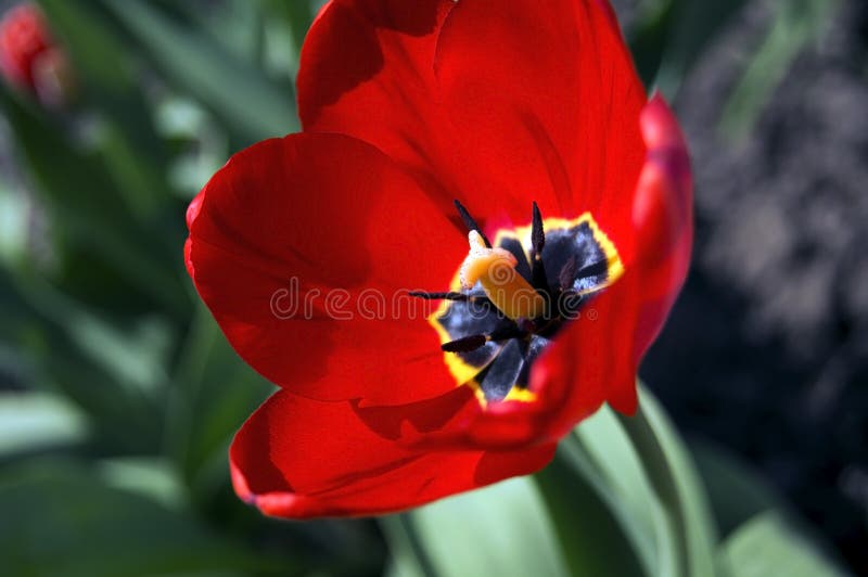 Beautiful rosy rose stock photo. Image of flourished - 100924624