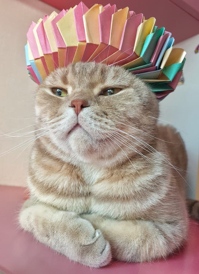 Large, Beautiful Scottish Cat of Peach Color, Close-up Muzzle in a ...