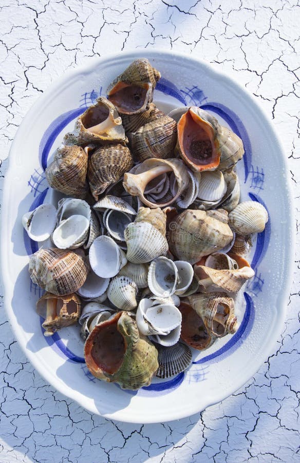 Large Beautiful Sea Shells on a Earthenware Dish Stock Image - Image of ...