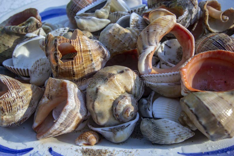 Large Beautiful Sea Shells on a Earthenware Dish Stock Photo - Image of ...