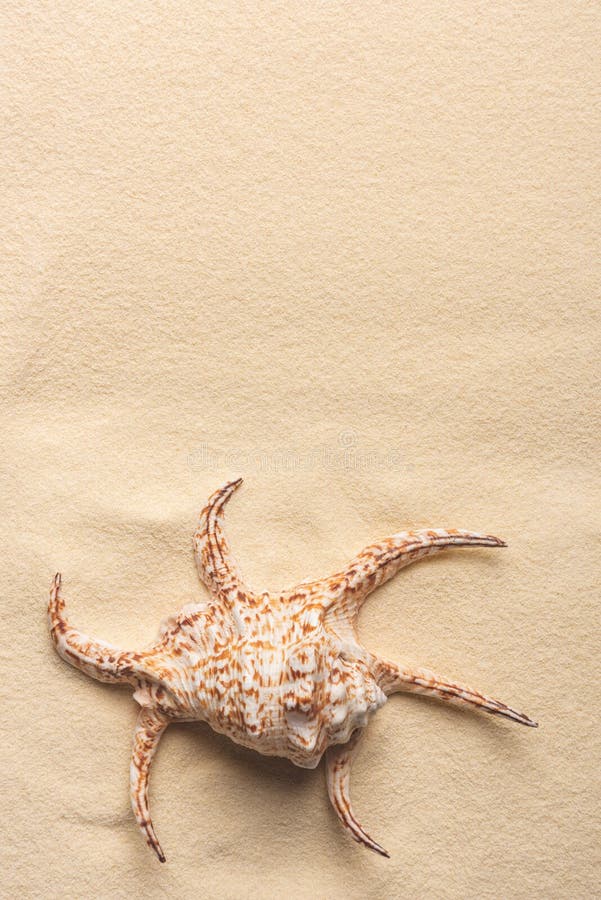 Large beautiful seashell stock image. Image of copy - 120665015