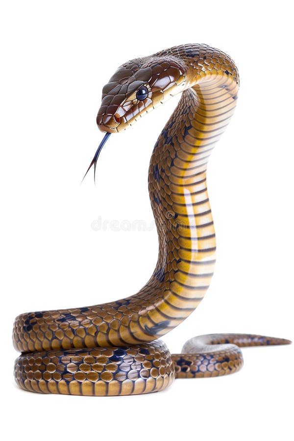 Large beautiful snake stock illustration. Illustration of close - 314018923