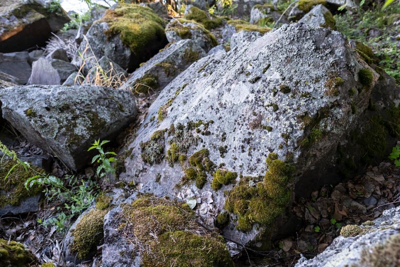 Large, Beautiful Stones in Moss, in the Park, in Summer. Close-up ...