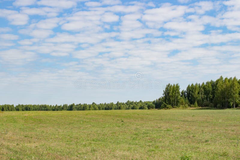 Large Beautiful Summer the Field with a Distant Kind on a Forest Stock ...