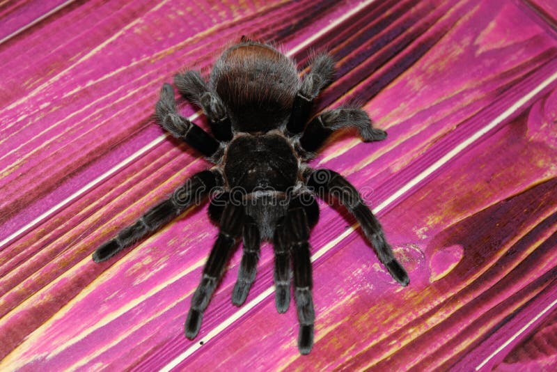 A Large, Beautiful Tarantula before Molting Stock Photo - Image of bird ...