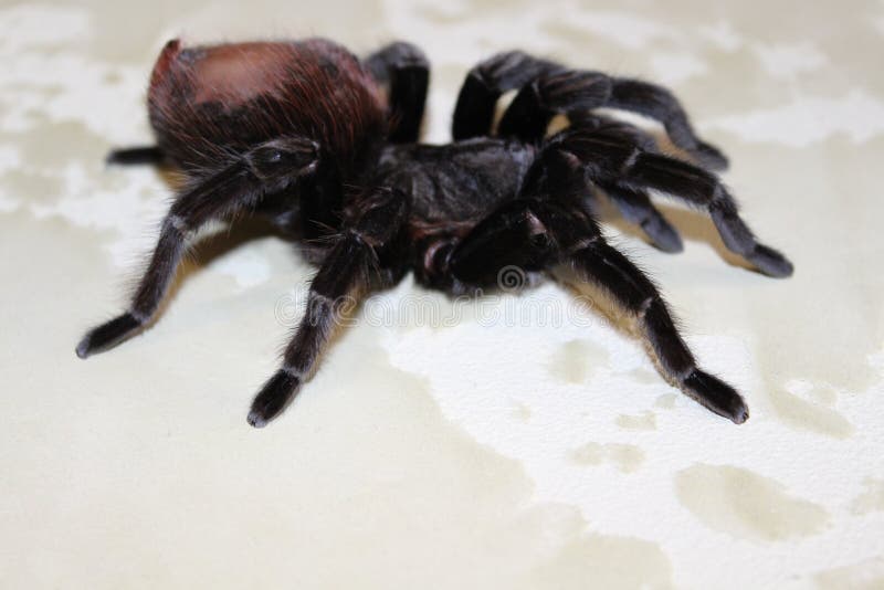A Large, Beautiful Tarantula before Molting Stock Photo - Image of ...
