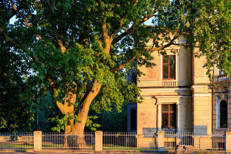 A Large, Beautiful Tree in the Courtyard of an Old Manor in the Sunset ...