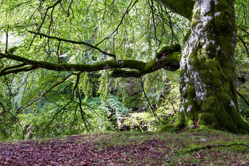 Large Beautiful Tree in the Highlands Stock Photo - Image of estates ...