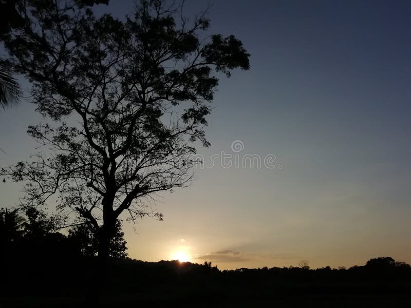 Evining sunlight with tree stock photo. Image of large - 140153584