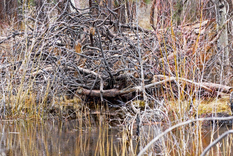 Large Beaver Dam on River stock image. Image of water - 24093801