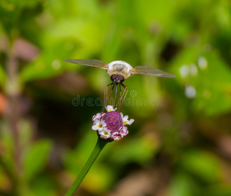 Large Bee Fly Eating Nectar on Tiny Frog Fruit - Phyla Nodiflora ...