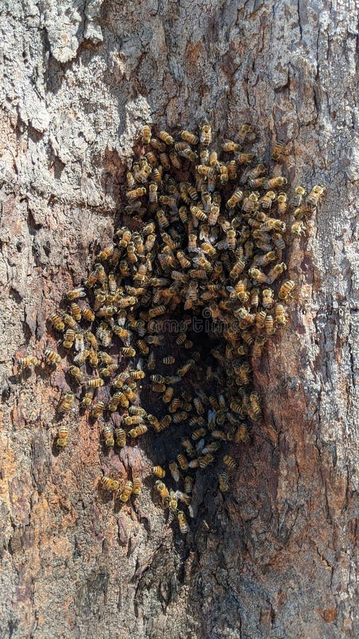 A Large Bee Hive in the Trunk of a Tree Stock Image - Image of honey ...