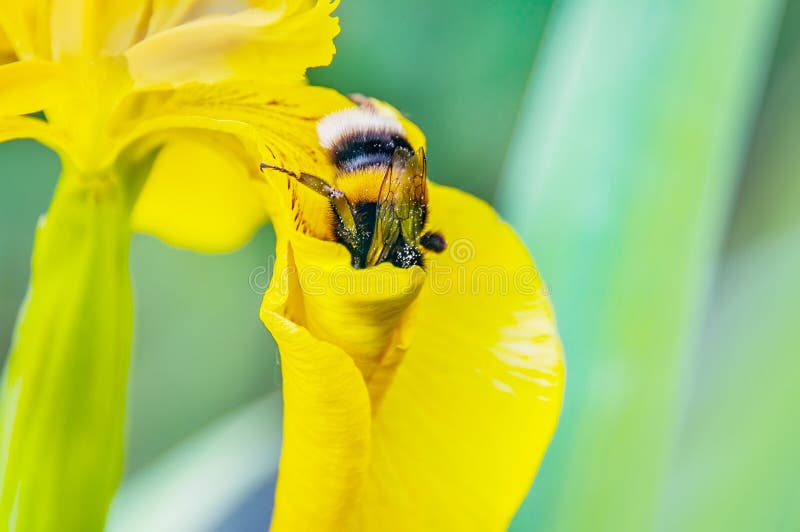 A Large Bee Sits on a Beautiful Bright Yellow Flower . Close-up, Copy ...