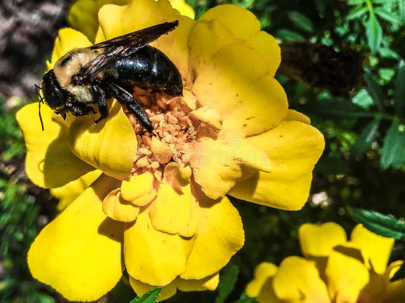 Large Bee on a Yellow Flower in Full Focus Stock Image - Image of ...