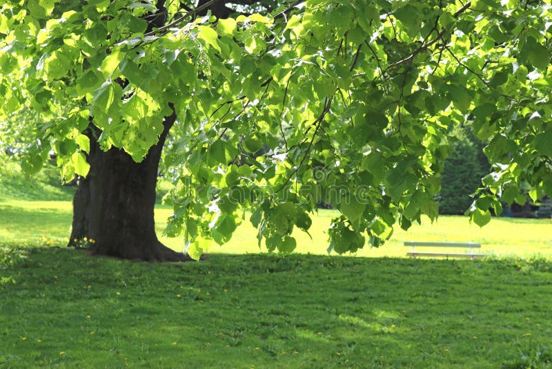 Large Beech Tree in a Sunny Park Stock Image - Image of natural ...
