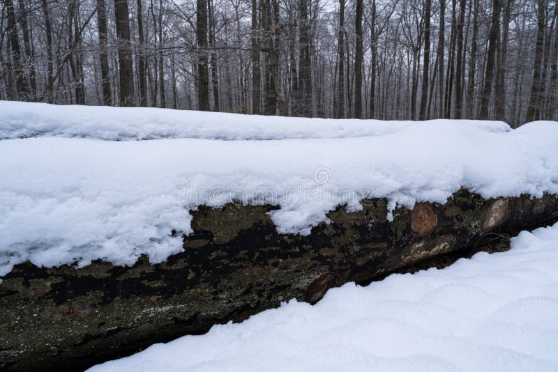Large Beech Tree Trunks Lying on the Forest Floor Covered with Snow ...