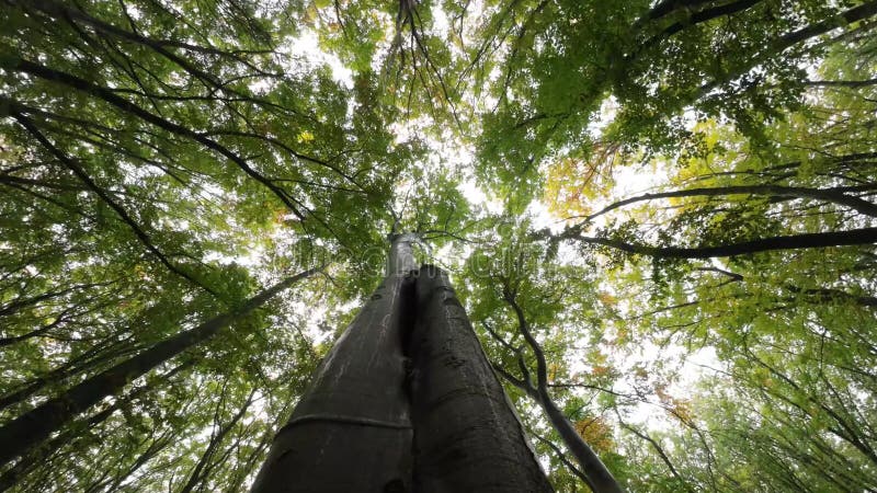Trunk of a Large Beech Tree, View from Below Stock Footage - Video of ...