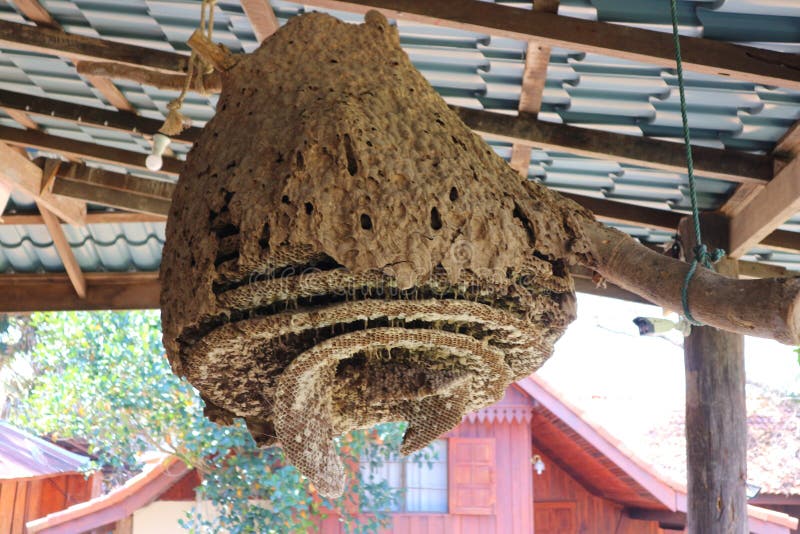 Large Beehive House on a Tree in the Forest Stock Image - Image of ... Large Beehive House on a Tree in the Forest Stock Image - Image of ...
