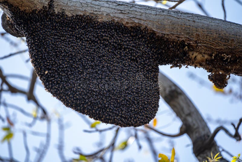 A Large Beehive with Honey Bees of the Apidae Family Stands on the ...