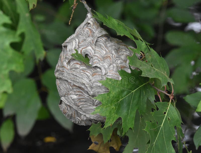 A large bees nest stock photo. Image of wasps, large - 330443454