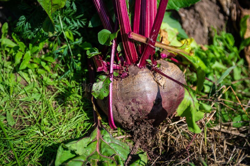 A Large Beet Has Grown in the Garden. Autumn. Harvesting. Vegetables ...