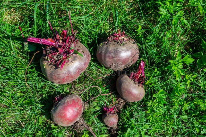 A Large Beet Has Grown in the Garden. Autumn. Harvesting. Vegetables ...