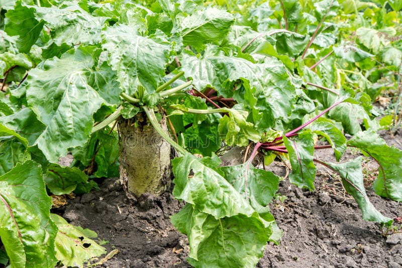 A Large Beet with Lush Foliage in the Garden Stock Photo - Image of ...