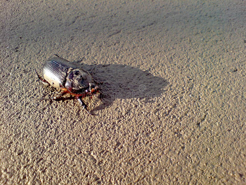 Large beetle on the sand stock photo. Image of animal - 75763016