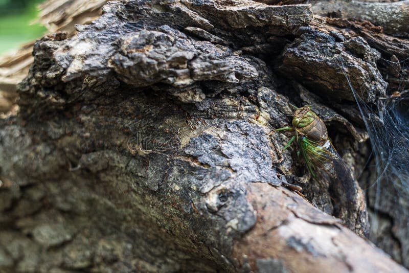 Large Beetle Sits on Downed Tree Branch after Severe Storm Stock Photo ...