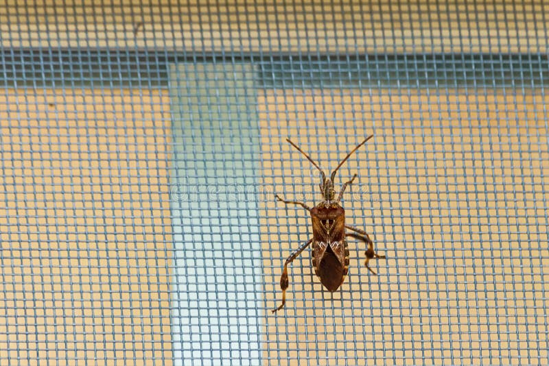 Large Beetle Type Bug on Window Screen 1 Stock Photo - Image of scuttle ...